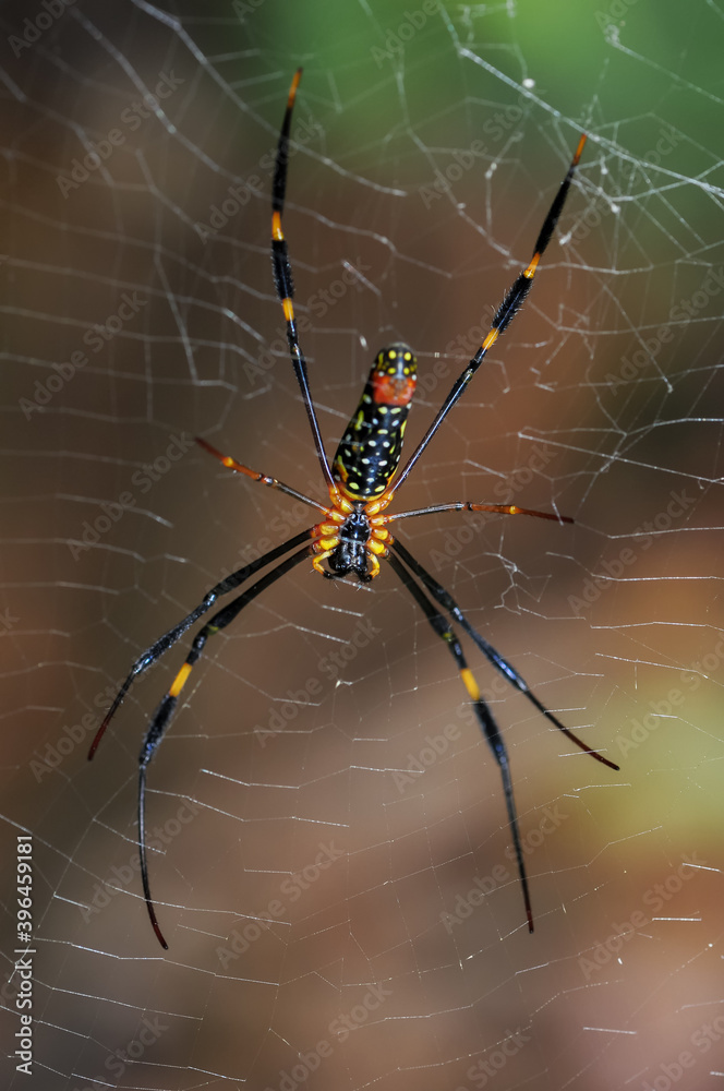 Nephila Clavata
