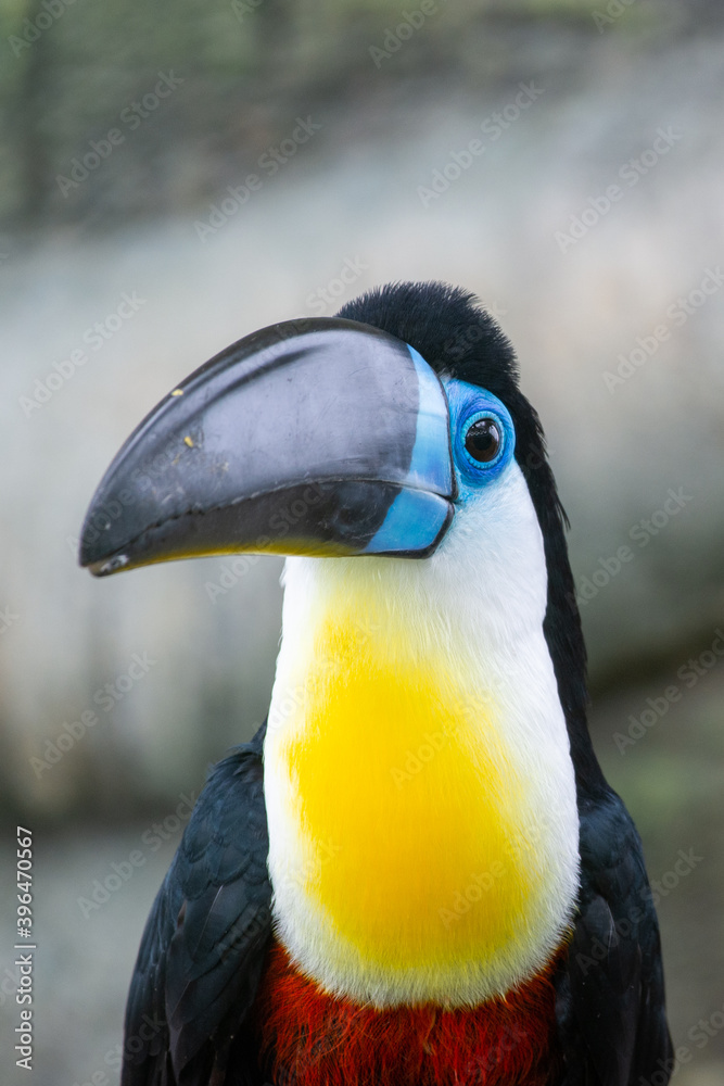 The channel-billed toucan close up (Ramphastos vitellinus) is a near ...