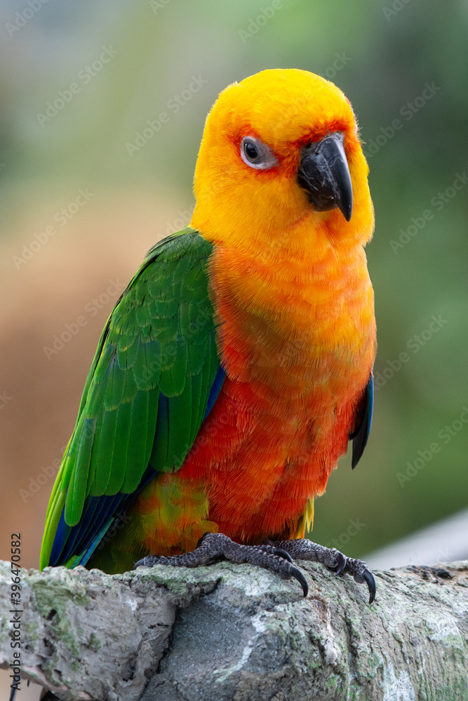 Jenday Conure Parrot