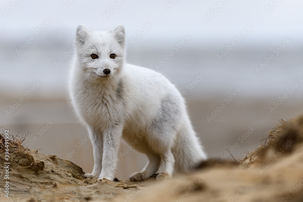 Arctic fox (Vulpes Lagopus) in wilde tundra. Arctic fox on the beach ...