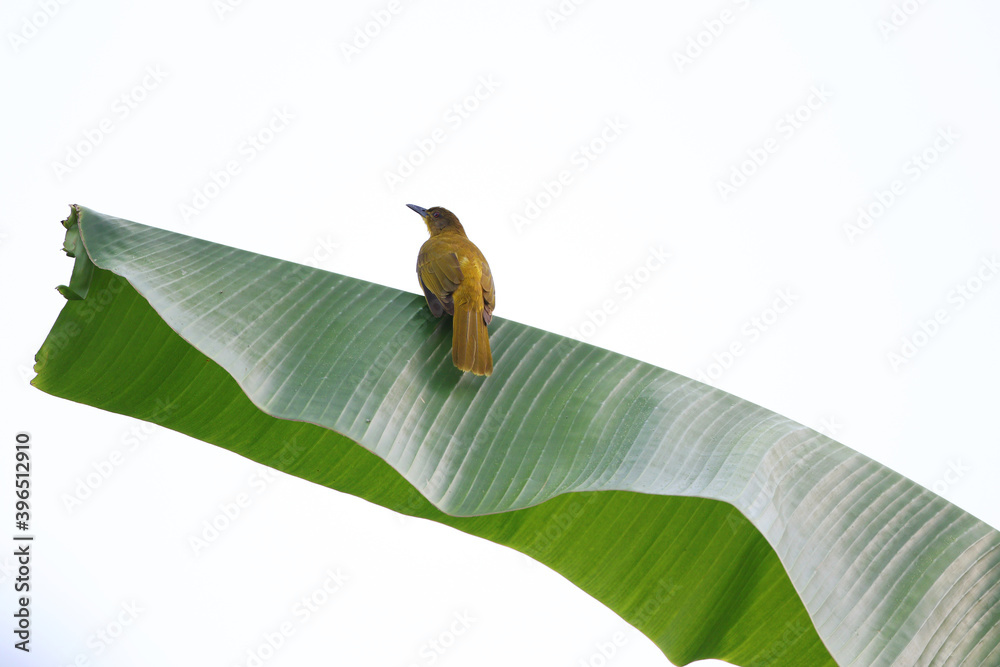 Togian Northern Golden Bulbul, Thapsinillas longirostris aurea Stock Photo | Adobe Stock