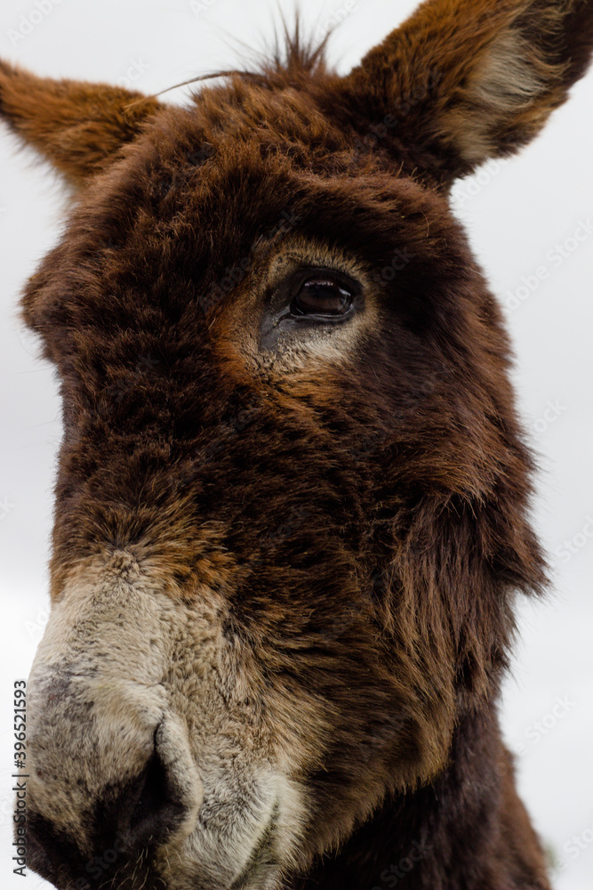 Primer plano del retrato de un burro mirando a una cámara con el cielo ...