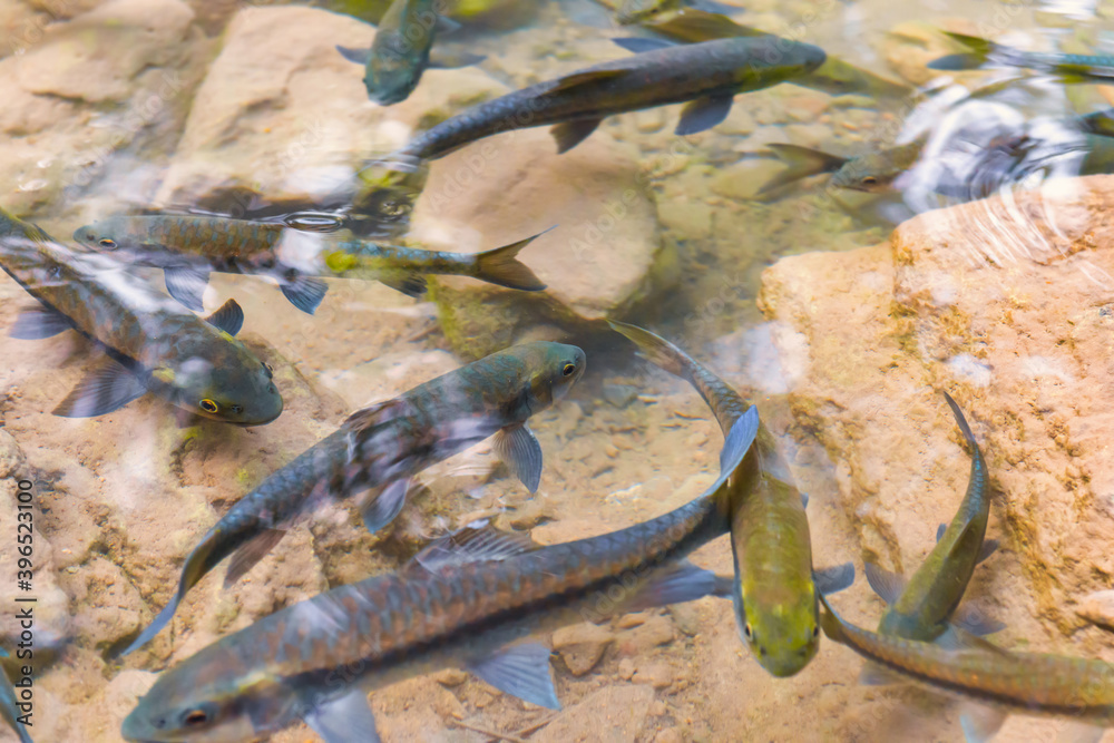 Flock of tropical red garra fishes in river water in Erawan National ...