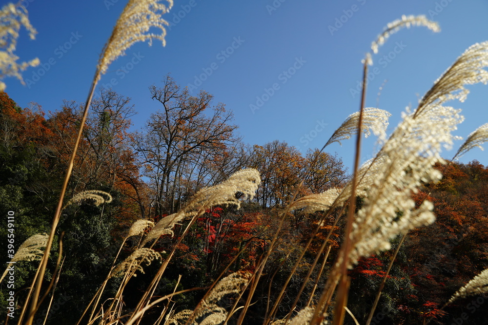 Nagatoro Cobblestone, ishidatami, and red autumn leaves are at Chichibu ...