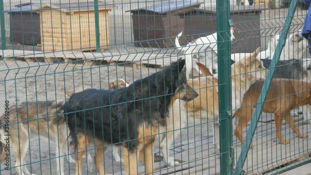 Unwanted and homeless dogs barking in animal shelter. Asylum for dog ...