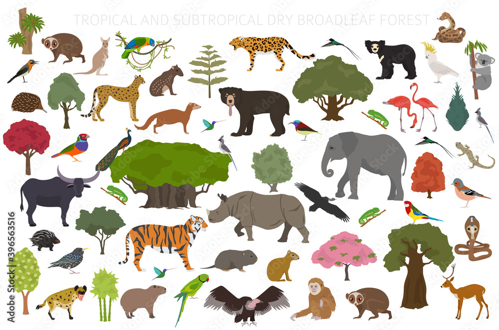 Tropical and subtropical dry broadleaf forest biome, natural region ...