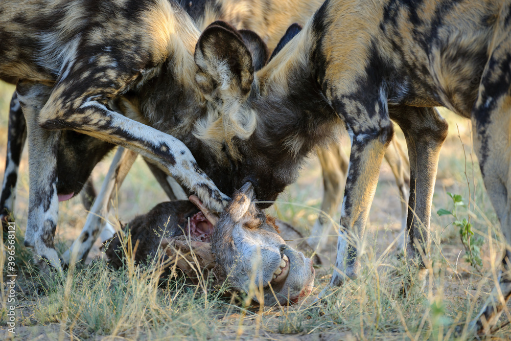 African wild dog (Lycaon pictus) aka African hunting dog, Cape hunting ...