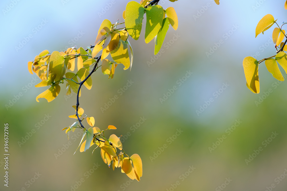 Mopane (Colophospermum mopane) tree leaves. Kalahari. Botswana Stock ...