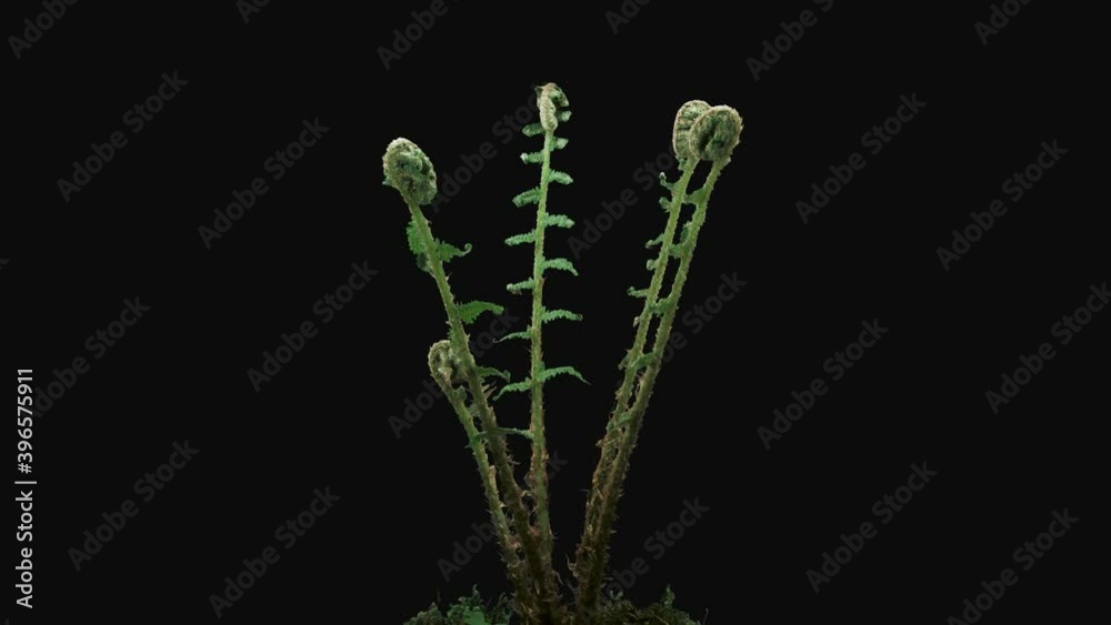 Vidéo Stock Time-lapse of fern plant unrolling new fronds 16a1 in PNG+ ...
