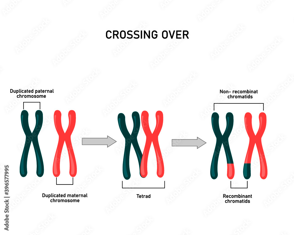 Crossing over, genetic recombination during meiosis. Exchanged of ...