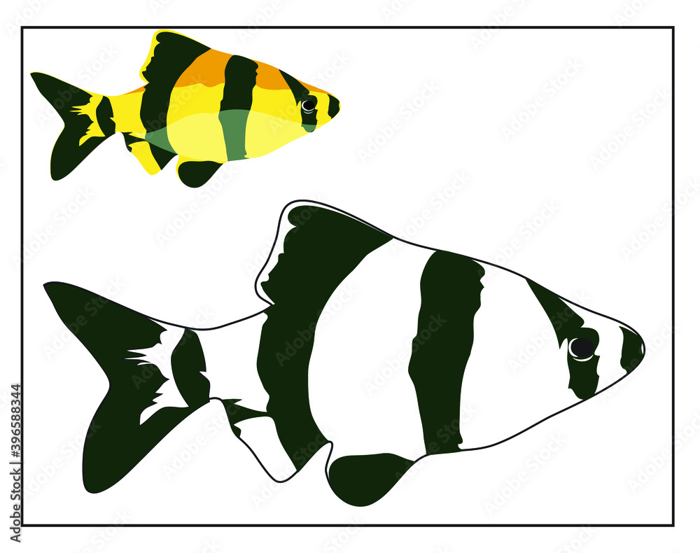 tiger barb coloring book, coral, aquarium, tropical Stock Vector ...