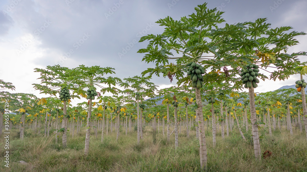 Foto de Image of a maradol papaya crop with ripe fruits ready for ...