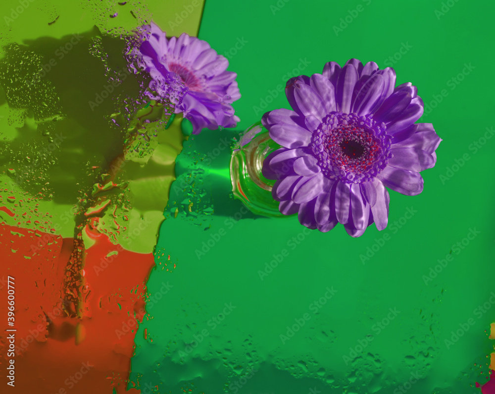 Abstract blurred surface with purple daisy. Violet gerbera flower under ...