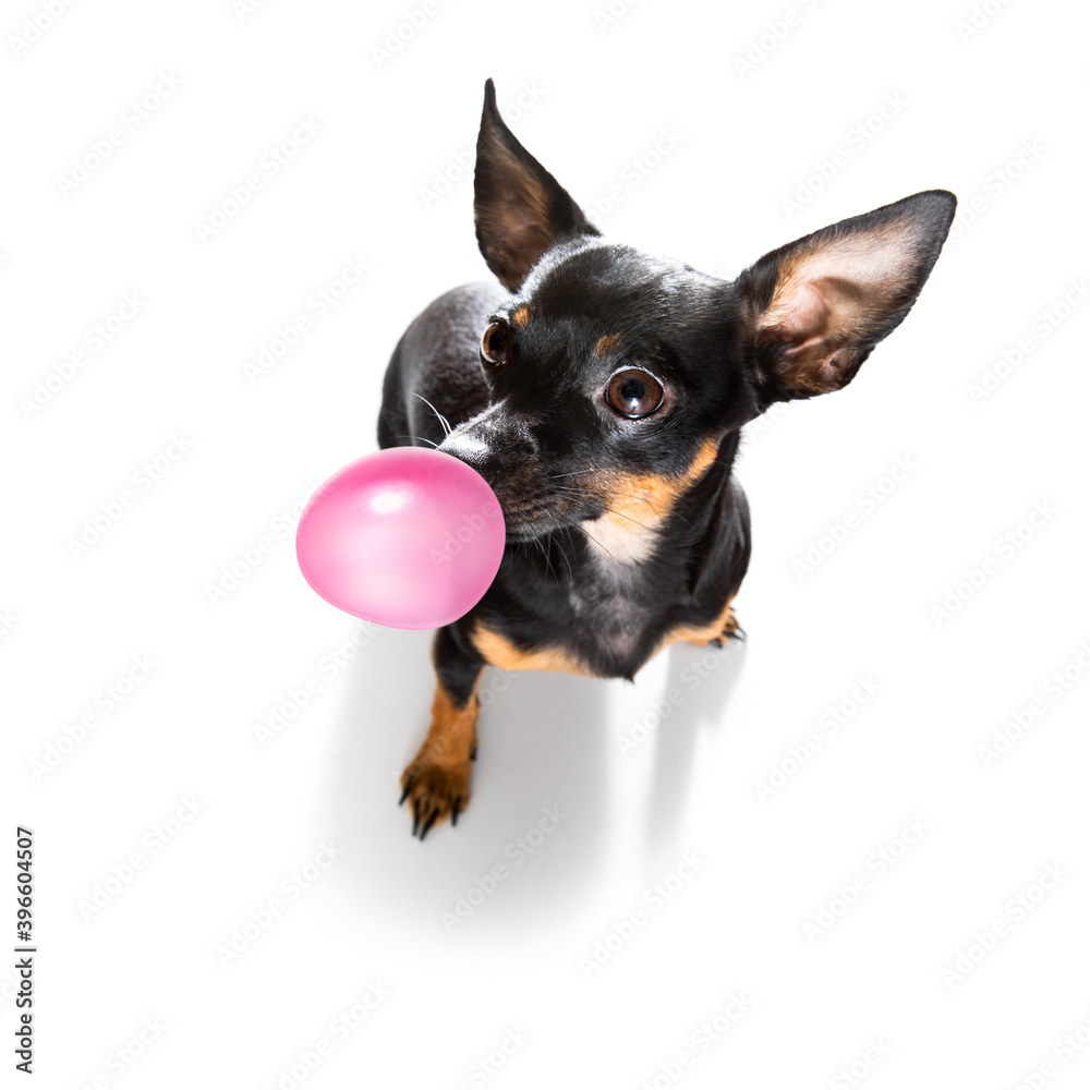Dog Poops Bubble Gum