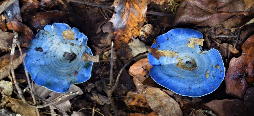 Hongos índigo encontrados en el corazón de la Sierra de Cacoma, con un ...