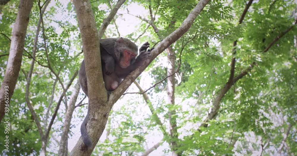 Formosan Rock Macaque monkey sleeping in tree in national nature park ...