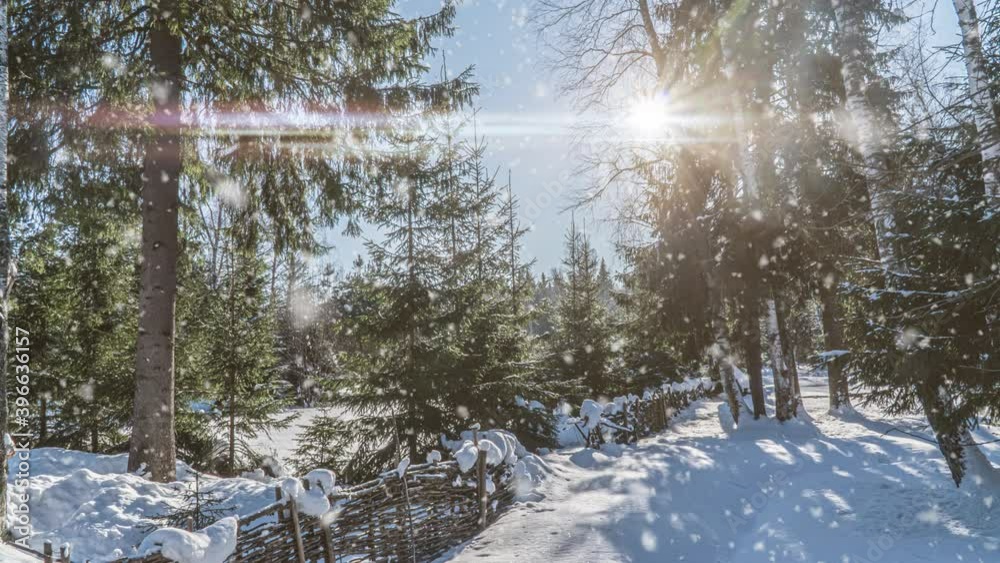 Tree pine spruce in magic forest winter with falling snow sunny day ...