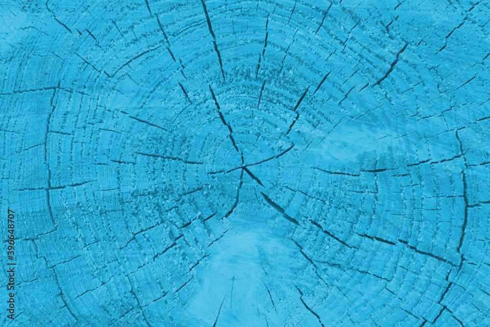 Light blue background. Wood texture. Wood background. Tree section ...