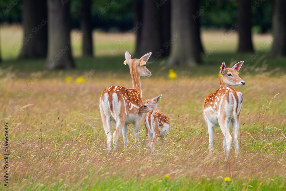 Young fawn Fallow deer "Dama dama" nuzzles its mother in Phoenix Park ...