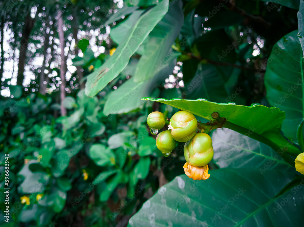 Giant Highland breadfruit tree leaves, a fig tree from Papua New Guinea ...