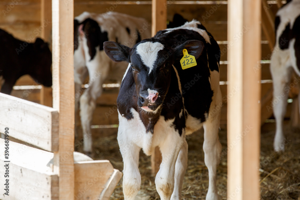 Livestock farm. Close-up. Cows stand in a pen at a dairy farm Stock ...