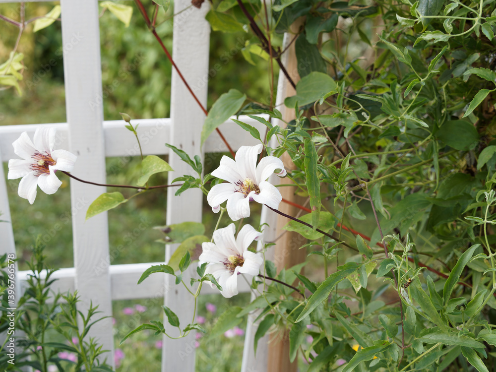 (Clematis texensis) Texas-Waldrebe 'Princess Kate', Kletterpflanze mit ...