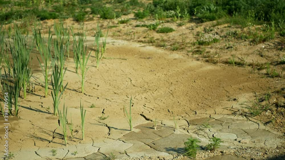 Cracked drought pond lake wetland, swamp very drying up the soil crust ...