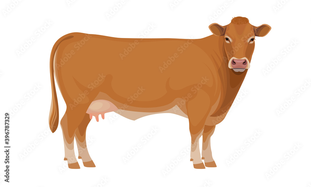 Beef Cow Vector
