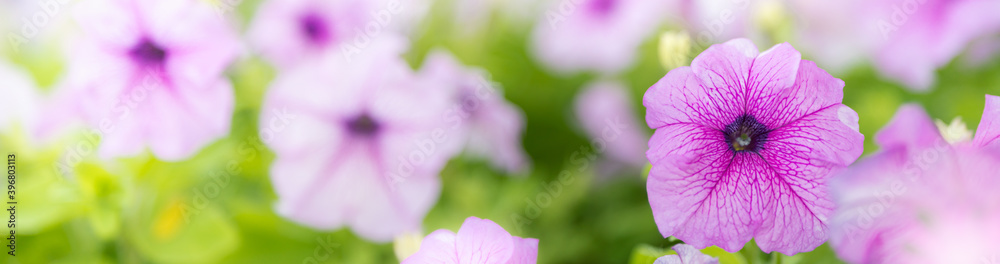 Nature of flower in garden using as cover page background natural flora ...