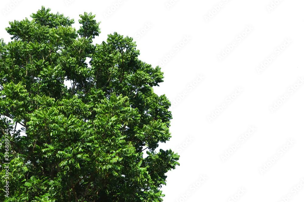 Tree top, naturally beautiful tropics, used for architecture or ...