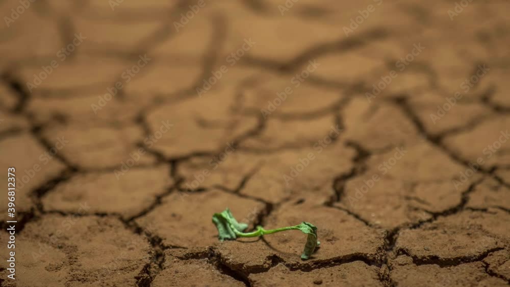 dying plant in dry soil timelapse, drought concept. climate change and ...
