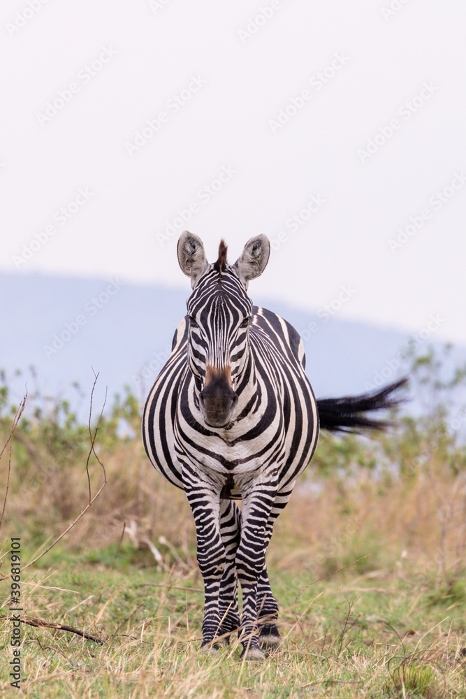 Zebra Portrait Wildlife Animal Savannah Grassland Wilderness Hill ...