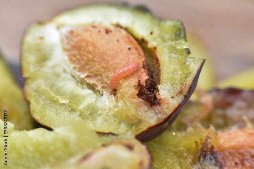 Organic ripe plum with a worm inside. Larva of Plum fruit moth ...