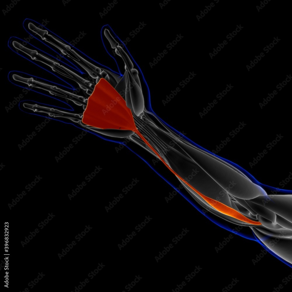 Palmaris Longus Muscle Anatomy For Medical Concept 3D Illustration ...
