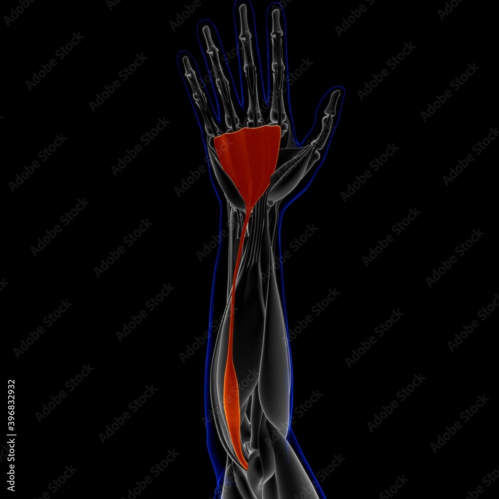Palmaris Longus Muscle Anatomy For Medical Concept 3D Illustration ...