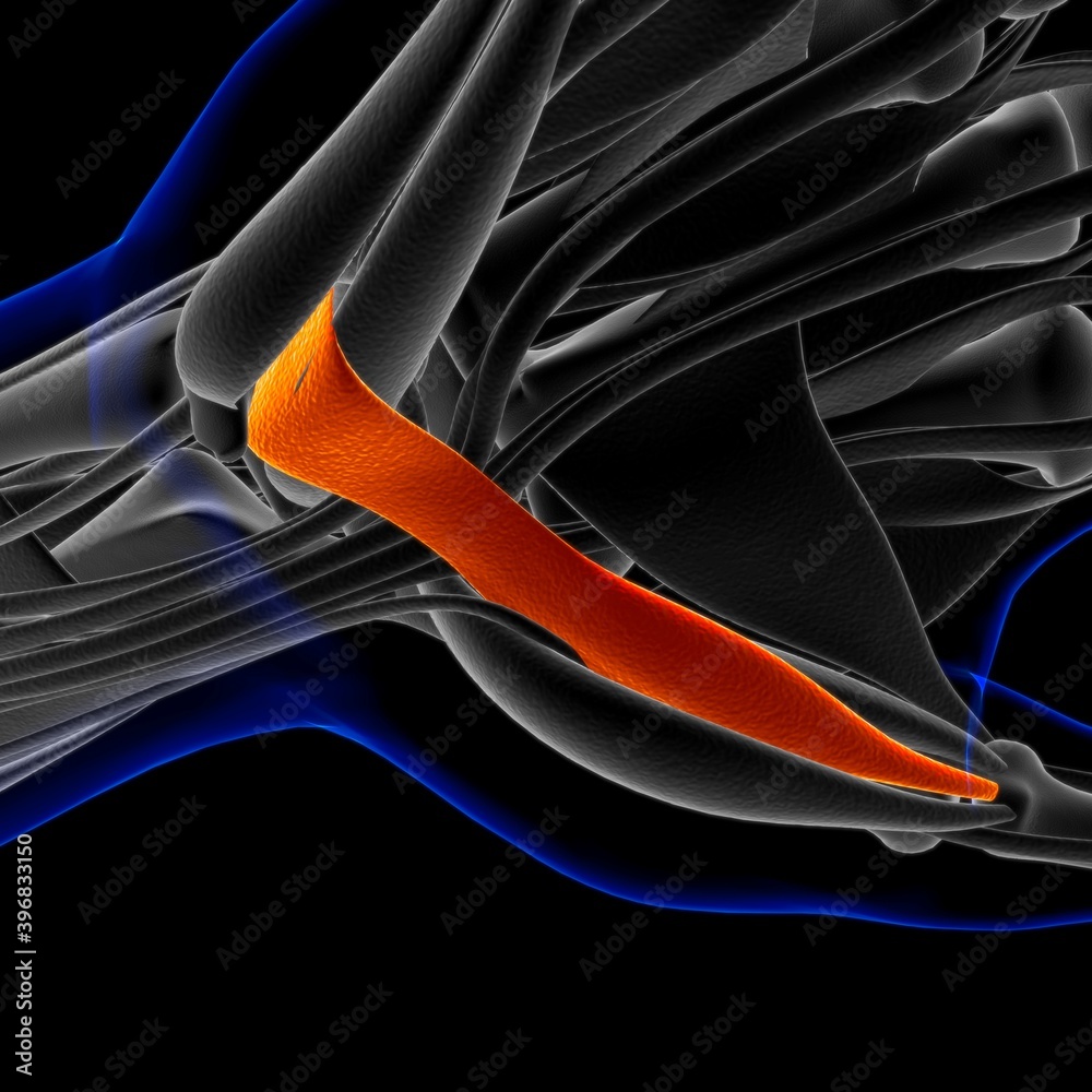 Flexor Pollicis Brevis Muscle Anatomy For Medical Concept 3D ...