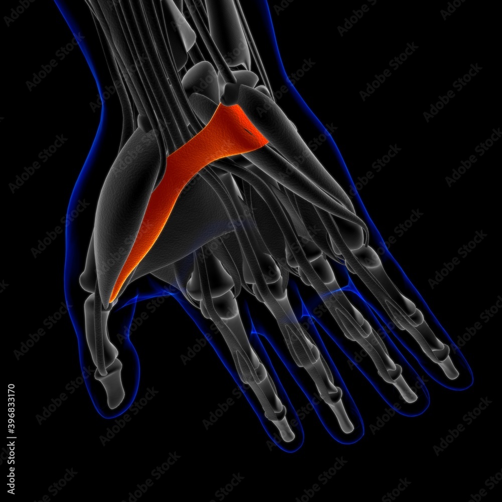 Flexor Pollicis Brevis Muscle Anatomy For Medical Concept 3D ...