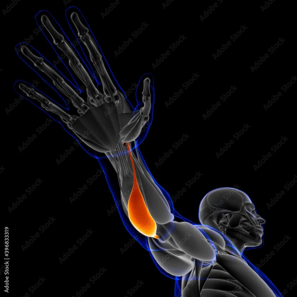 Flexor Carpi Radialis Muscle Anatomy For Medical Concept 3D ...