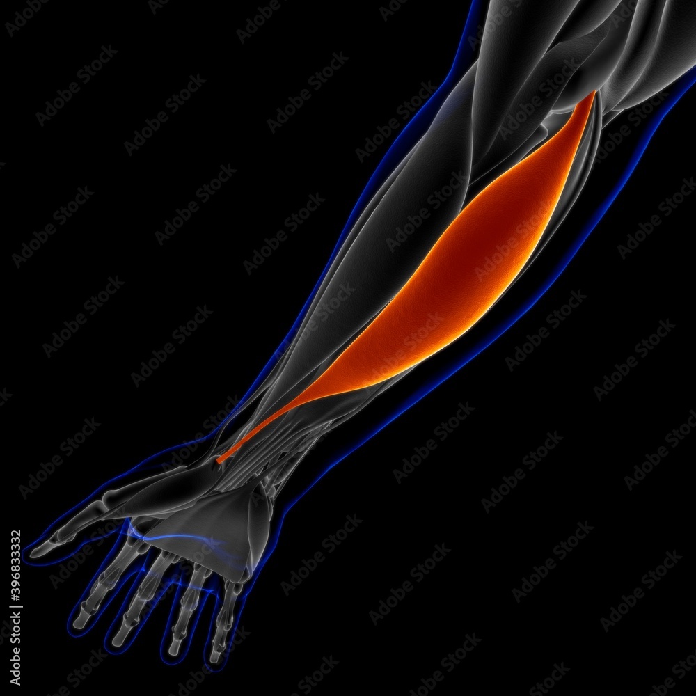 Flexor Carpi Radialis Muscle Anatomy For Medical Concept 3D ...