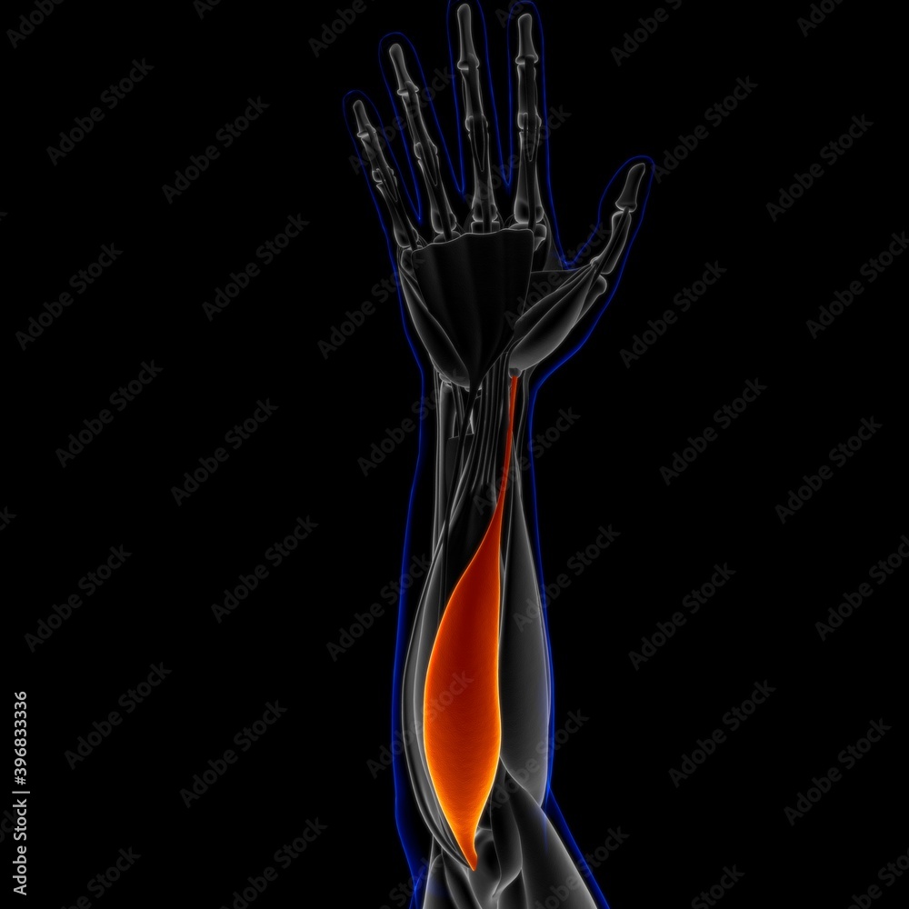 Flexor Carpi Radialis Muscle Anatomy For Medical Concept 3D ...