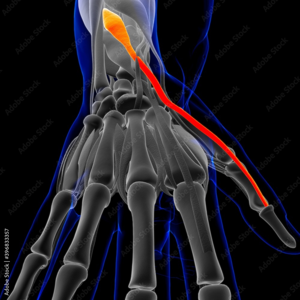 Extensor Pollicis Longus Muscle Anatomy For Medical Concept 3D ...