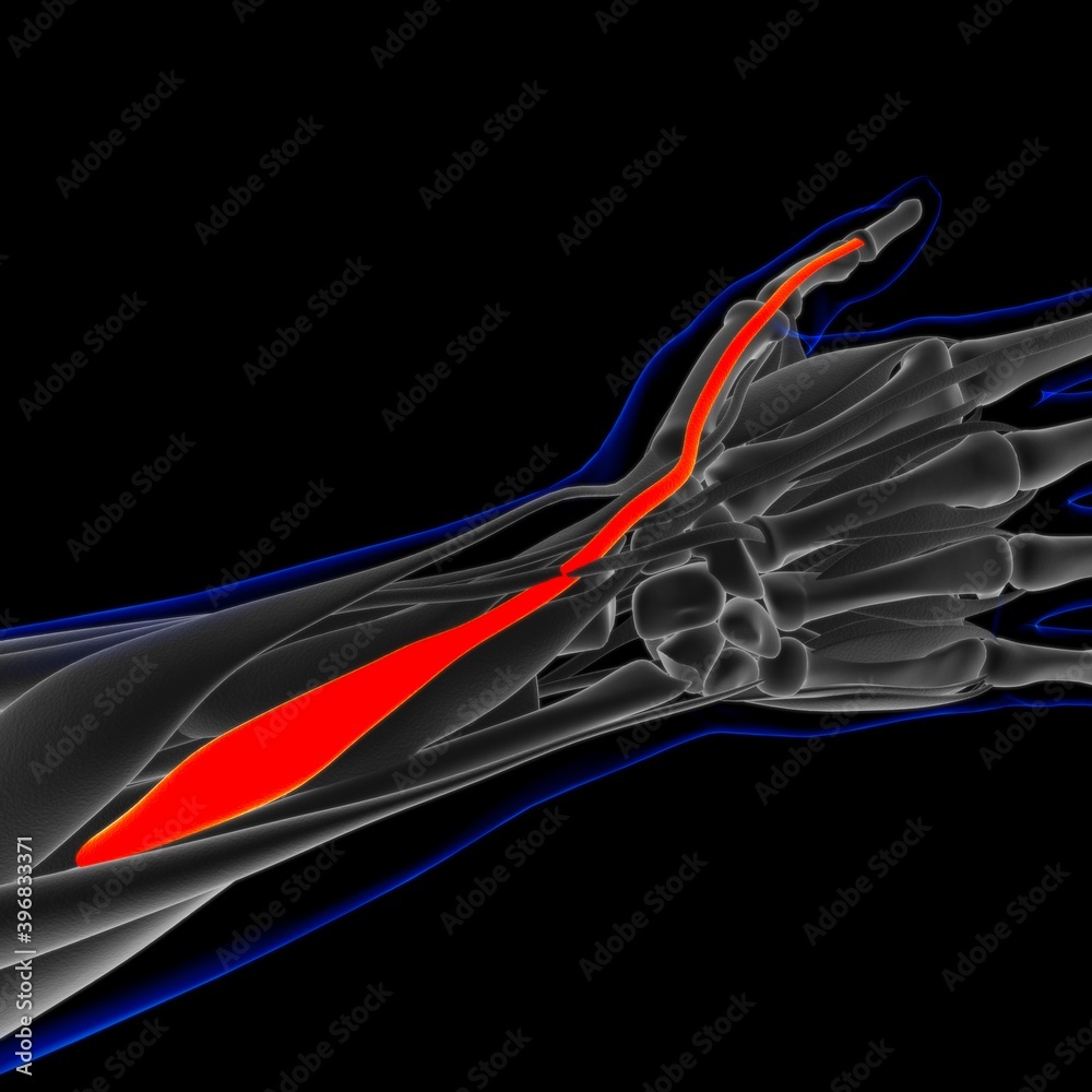 Extensor Pollicis Longus Muscle Anatomy For Medical Concept 3D ...