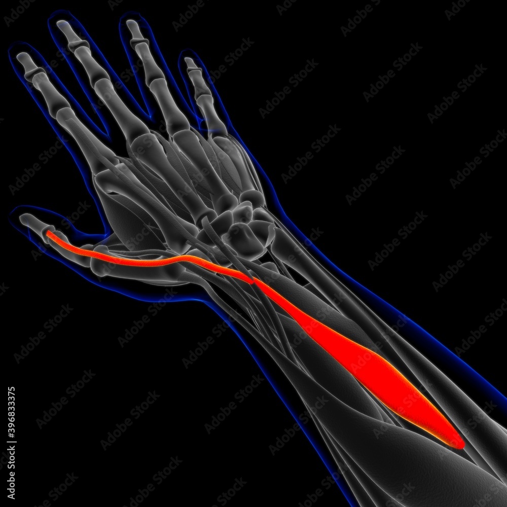 Extensor Pollicis Longus Muscle Anatomy For Medical Concept 3D ...