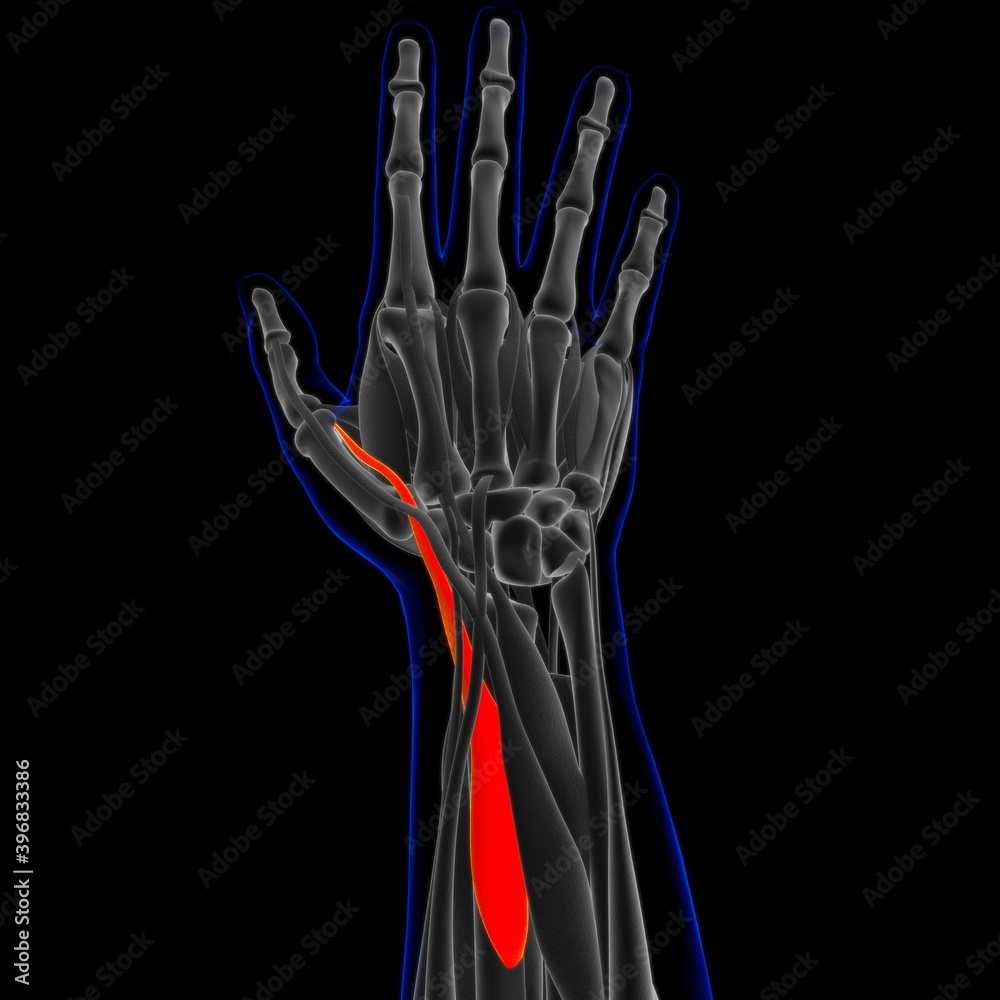 Extensor Pollicis Brevis Muscle Anatomy For Medical Concept 3D ...