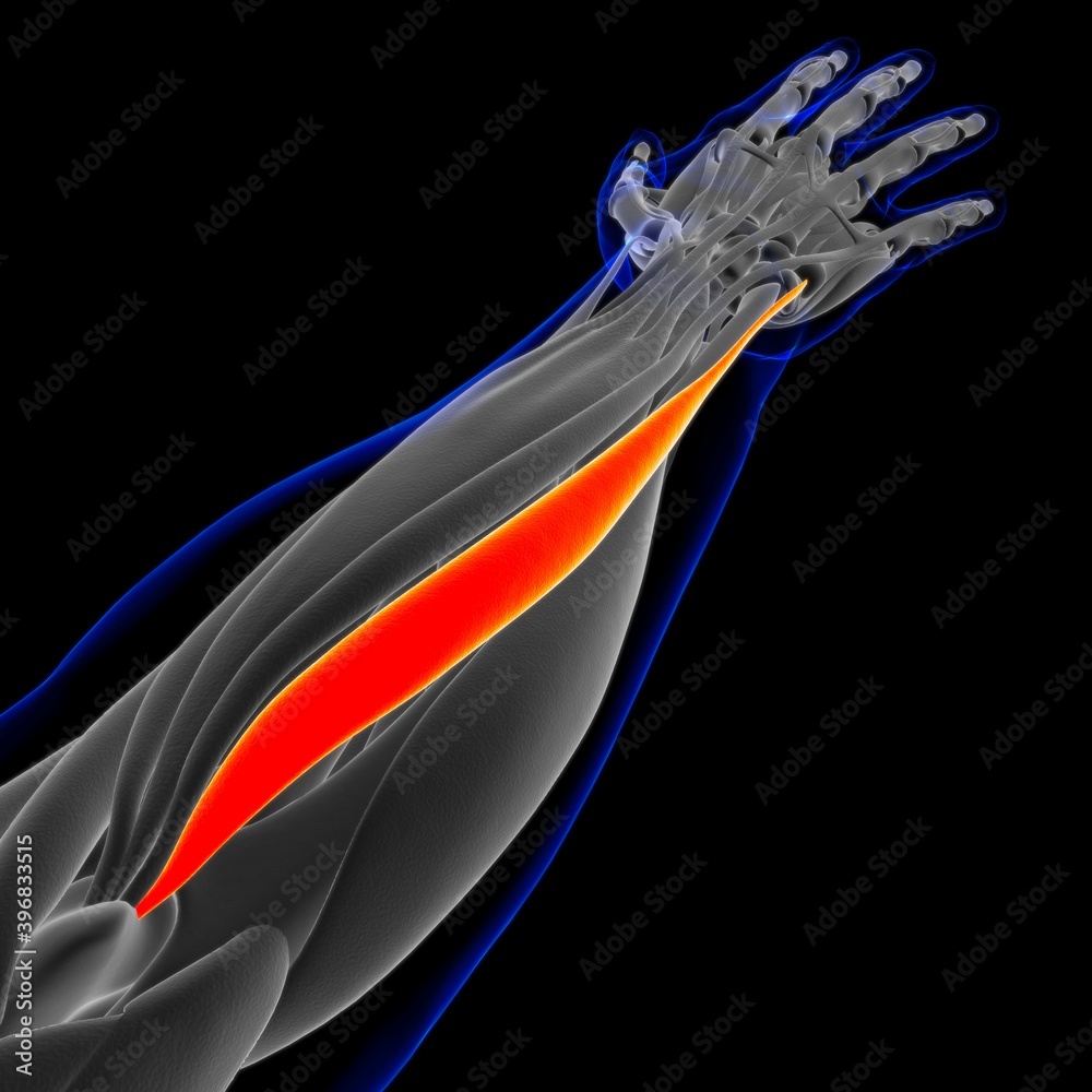 Extensor Carpi Ulnaris Muscle Anatomy For Medical Concept 3D ...