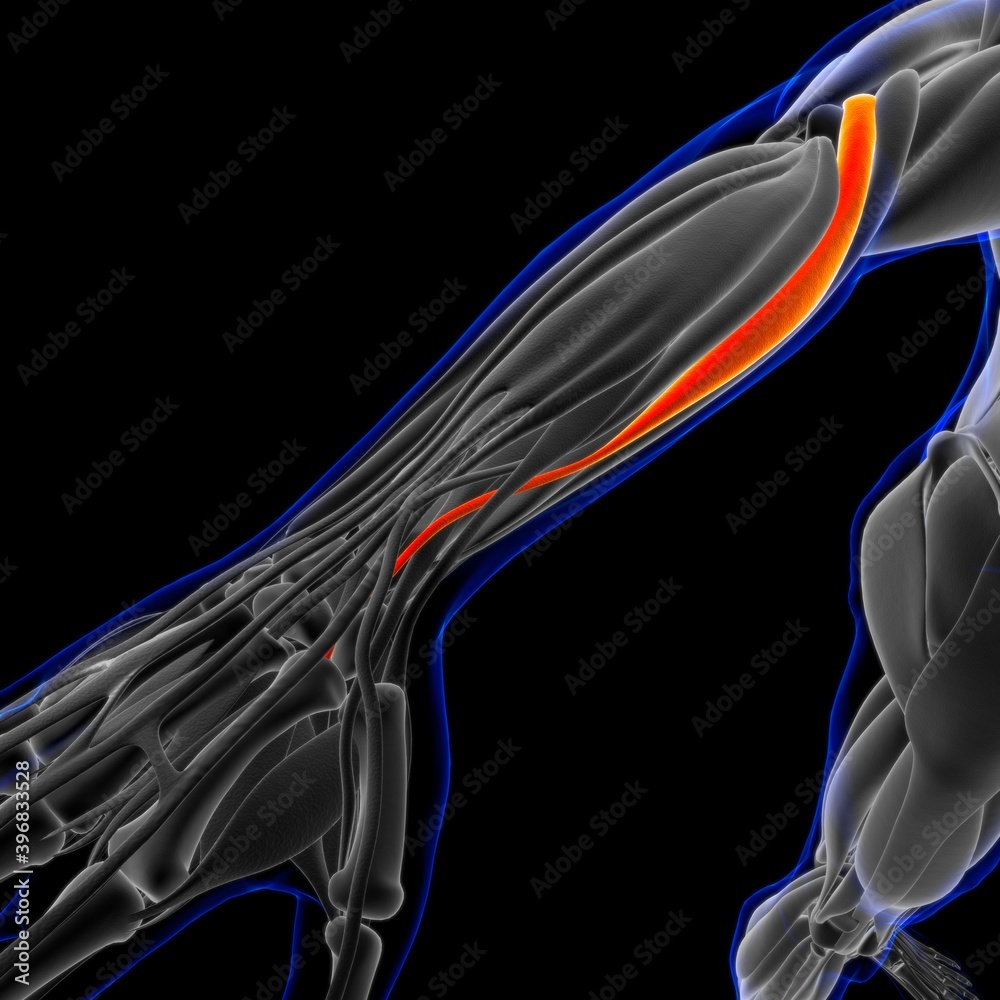 Extensor Carpi Radialis Longus Muscle Anatomy For Medical Concept 3D ...