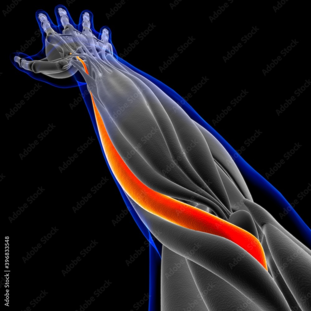 Extensor Carpi Radialis Longus Muscle Anatomy For Medical Concept 3D ...