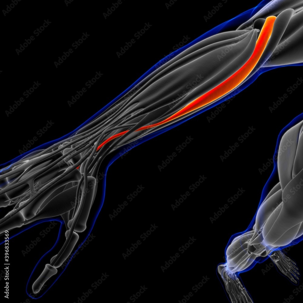 Extensor Carpi Radialis Longus Muscle Anatomy For Medical Concept 3D ...