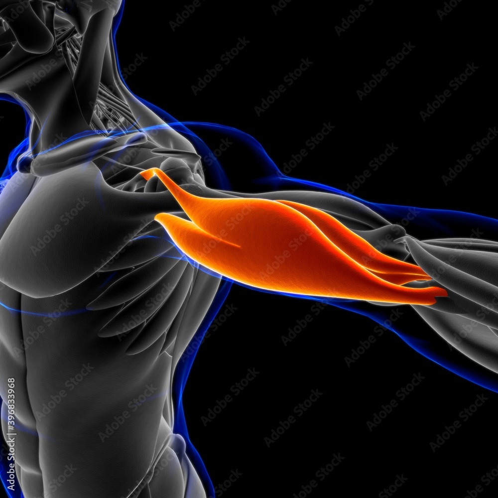 Biceps Brachii Muscle Anatomy For Medical Concept 3d Illustration Stock Illustration Adobe Stock
