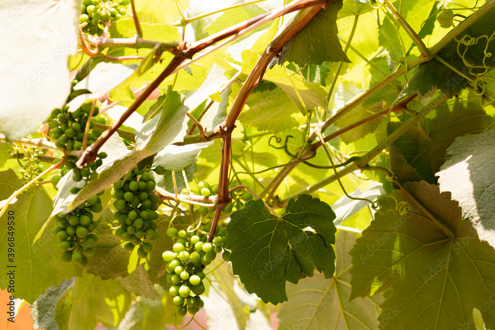 planta parra de uvas verde hojas fruta naturaleza ramas enredadera ...